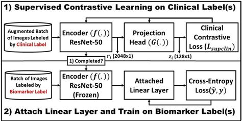 Overview of Experimental Setup. 1) Supervised contrastive learning is ...