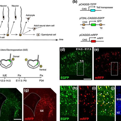 Population Level Tracing Of Neural Progenitors By Using Download Scientific Diagram