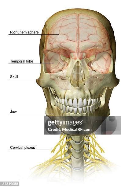 18 Cervical Nerve Stock Illustrations High Res Illustrations Getty Images