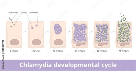 Chlamydia Developmental Cycle The Elementary Body Attaches To A Host