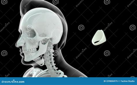 Location Of Cricoid Cartilage In Human Stock Illustration