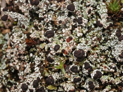 Lichen Gallery Stereocaulon Stereocaulon Condensatum D80a0926