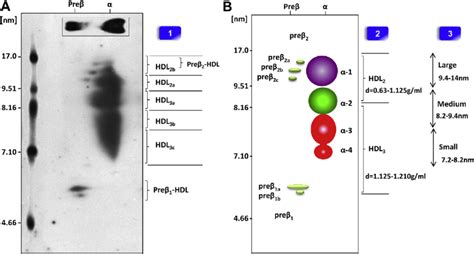 measurement techniques for high density lipoproteins hdls separation
