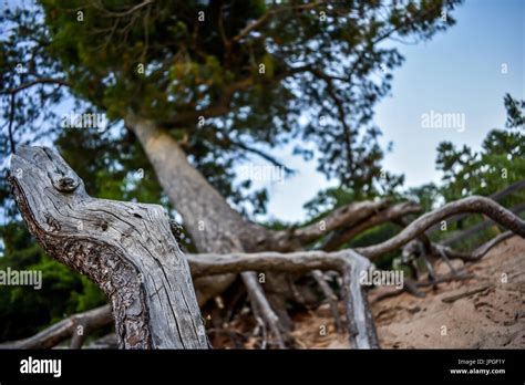 Tree From Roots Perspective Stock Photo Alamy