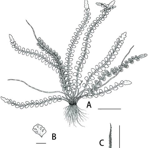 Asplenium Jiulianshanense Kwxu And Glxu A C Spore Morphology Of The Download Scientific