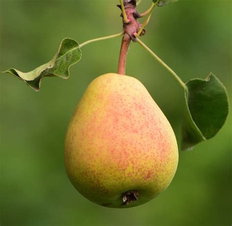 Pear Trees For Houston At Jackson Mcpherson Blog