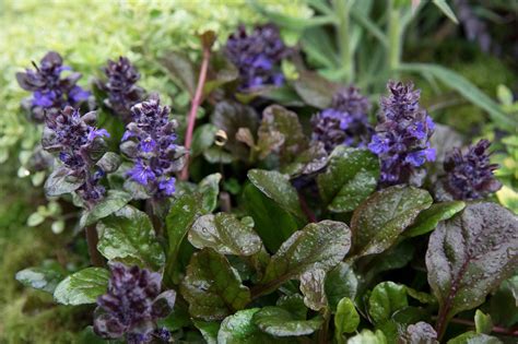 Bugleweed Ajuga Reptans Holdridge Garden