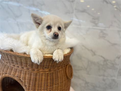 스피츠믹스 한 웰시코기 치와와 닥스훈트 고양이입양 요크셔테리어 토이푸들 유기견보호소 러시안블루 강아지입양 고양이입양 도그마루 보호소 펫샵 유기견센터 유기묘