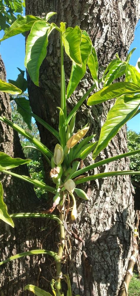 How To Grow Syngonium Auritum Earthone