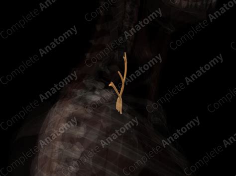 Supraclavicular Part Of Brachial Plexus Left Complete Anatomy