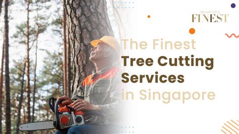 10 Trustworthy Tree Cutting Services In Singapore 2026