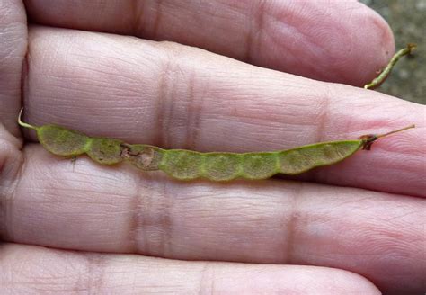 Desmodium Elegans Eflora Of India