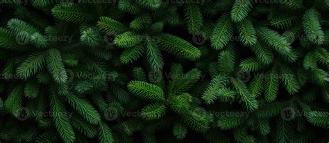 Texture Of Christmas Tree Branches On A Natural Background 28217739