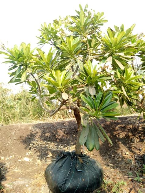 Plumaria Well Watered Chafa Plant Tree For Garden At ₹ 200piece In Pune