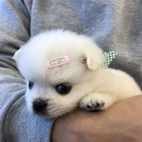 강아지 이름 뭐로 할까 인스티즈instiz 일상 카테고리