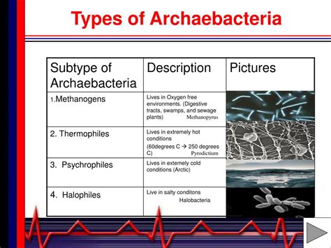 Ppt Understanding Viruses And Bacteria Their Impact On Health