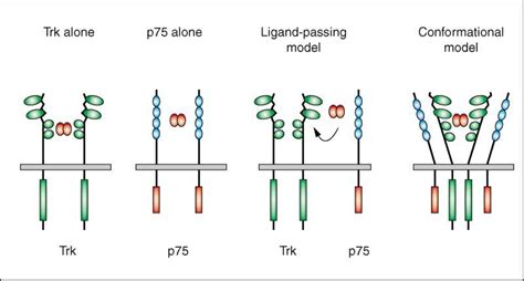 Different Models Of Trk And P75 Neurotrophin Receptor Interactions