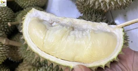 Sầu Riêng Chuồng Bò Là Gì Giá Bao Nhiêu Cách Chọn Sầu Riêng Chuồng Bò Loại 1 Ngon Navi Fruit