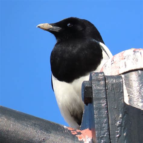 American Magpie