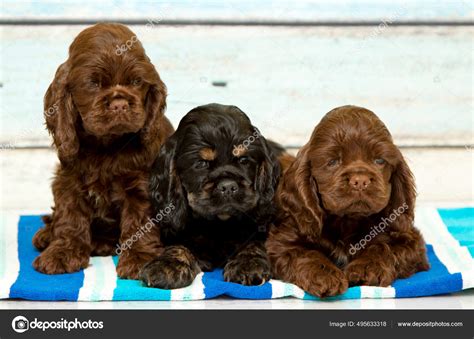 Cachorro De Cocker Spaniel Cachorros Cocker Cocker Spaniel Chile