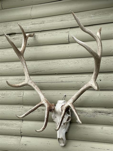 European Skull Elk Antler Mount Antler Creek Wildlife Creations