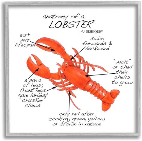 Lobster Anatomy Diagram