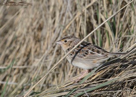 Grasshopper Sparrow Images Mia Mcphersons On The Wing Photography