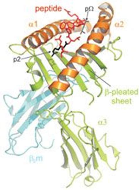 What Is HLA B27 Click Here For More Information I Love Someone Medical Research Oncology