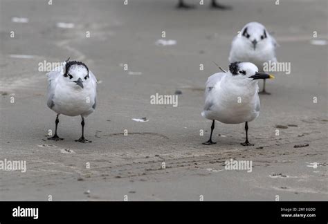 Sandwich Terns Thalasseus Sandvicensis Cabots Tern Resting On