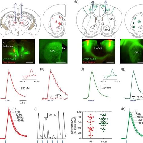 Schematic Drawing Of Nachr Subunit Expression In Mesolimbic And