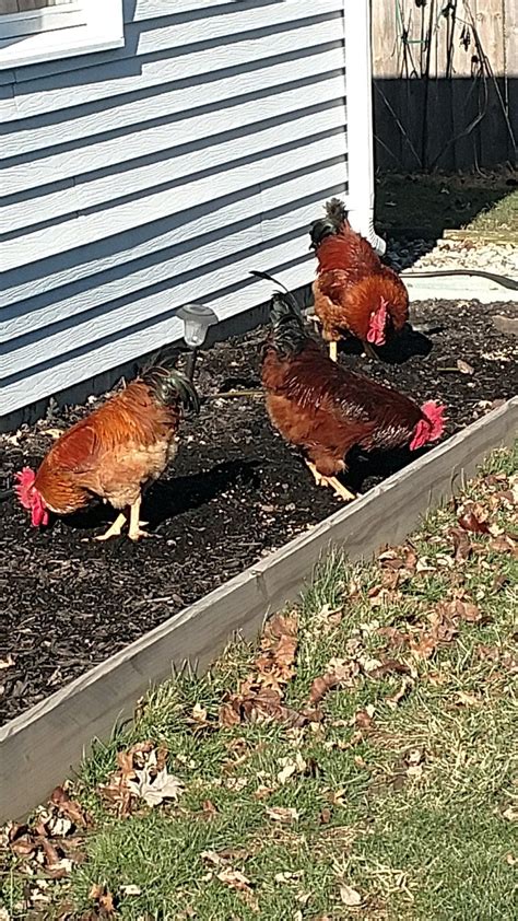 Rooster Booster Vitamins And Electrolytes With Lactobacillus Natural