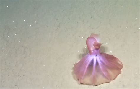 One Of The Dumbo Octopus Grimpoteuthis Sp Observed On The Molloy Deep Download Scientific