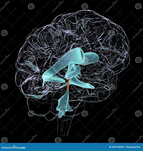 Cerebral Aqueduct Aka Neuroanatomy Cerebral Aqueduct Sylvian Wiic