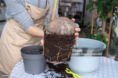 여자는 흙 덩어리와 뿌리가있는 코코넛 야자 너트를 집안의 화분에 심습니다 온실 열대 식물의 관리 및 재배 뿌리에 대한 스톡 사진 및 기타 이미지 Istock