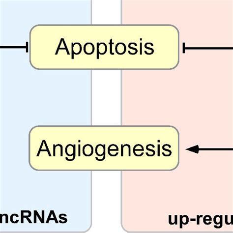 Up Regulated And Down Regulated Long Non Coding RNAs In Glioma And