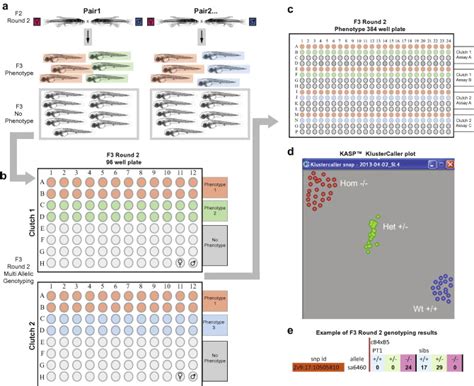 Multi Allelic Phenotyping Round 2 Round 2 Pairs Are Set Up Based On Download Scientific