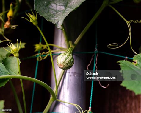 격자 그물과 성장하는 테네시 회전 조롱박 춤 스쿼시 어린 과일이 미국 텍사스 주 댈러스의 뒤뜰 정원에서 꽃을 피우는 아연 도금 강철 울타리 포스트 과일에 대한 스톡 사진 및