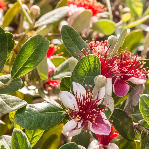 Pineapple Guava Bush Plants Express