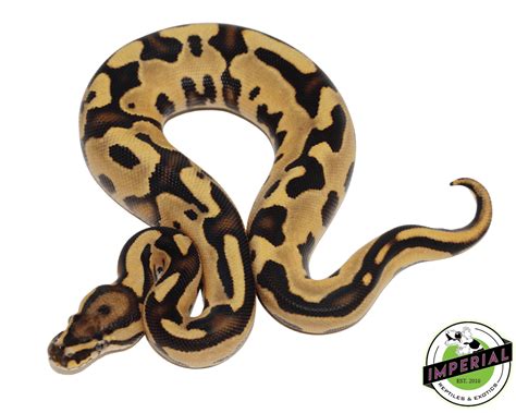 Orange Dream Fire Leopard Ball Python For Sale Imperial Reptiles