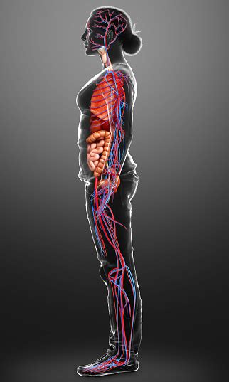 여성 순환 계통 및 내부 장기의 의학적으로 정확한 그림을 3d 렌더링 정확성에 대한 스톡 사진 및 기타 이미지 정확성 3차원 형태 건강관리와 의술 Istock