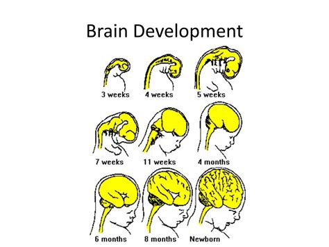 Ppt Life Span Development I Powerpoint Presentation Free Download