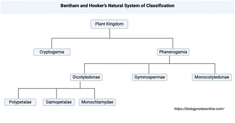 Systems Of Classification Artificial Natural And Phylogenetic Biology Notes Online