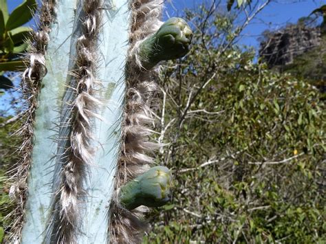Pilosocereus Pachycladus Cactusinhabitat