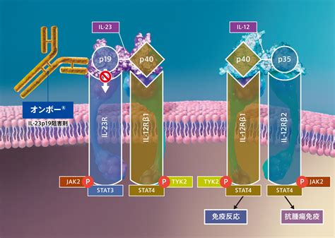 作用機序 オンボー®