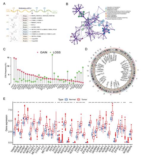 Multi Omics Analysis And Validation Of The Tumor Microenvironment Of