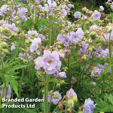 Geranium Doubles Hardy Collection Suttons