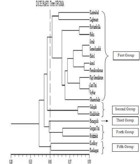 dendrogram of cluster analysis based on dice and upgma rapd