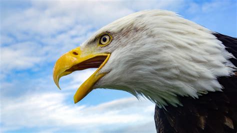 Watch This Amazing Fpv Footage Of A Drone Attacked Mid Flight By An Eagle