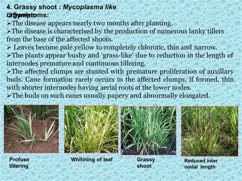 Diseases Of Sugarcane Pptx
