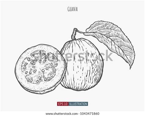 Guava Plantation Stock Photos And Pictures Images Shutterstock